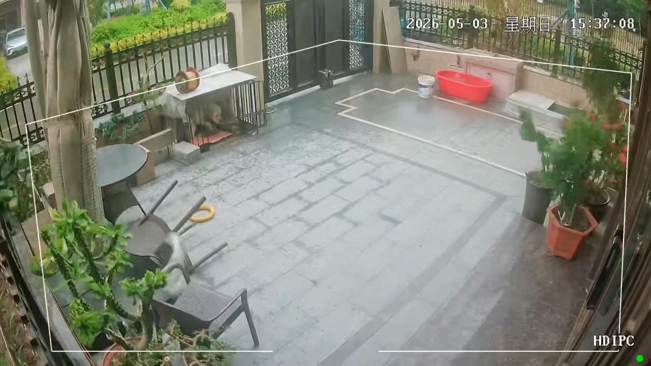 Dog escapes shelter moments before cage is blown away in Shandong, China
