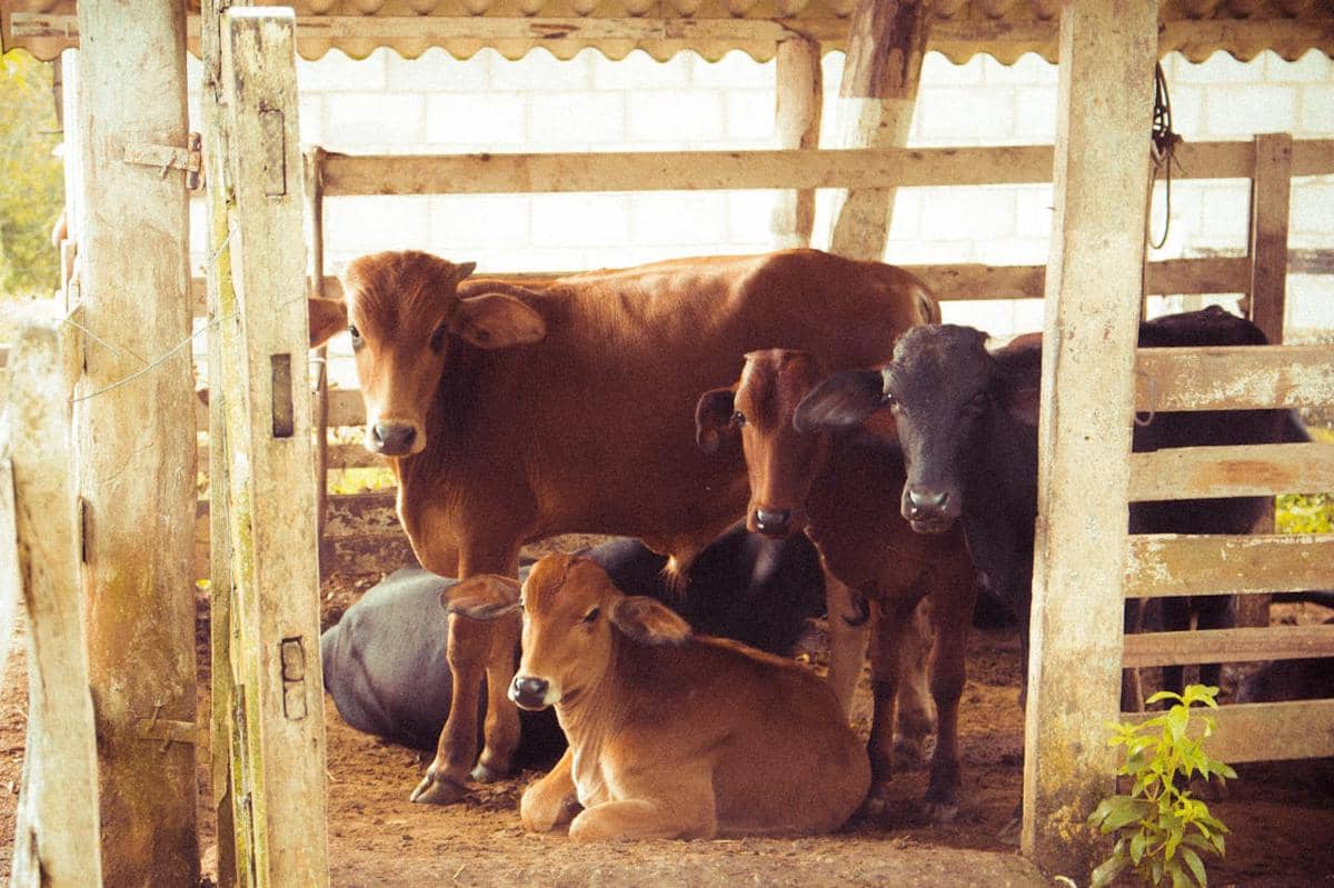 Harga Sapi Kurban 2026: Rentang Terbaru - Wajah Batam News