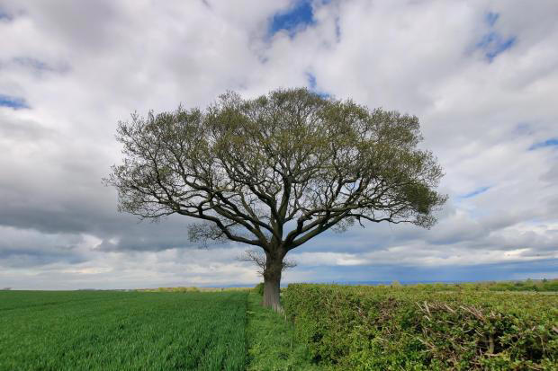 Sapling from felled Sycamore Gap tree planted in North Yorkshire