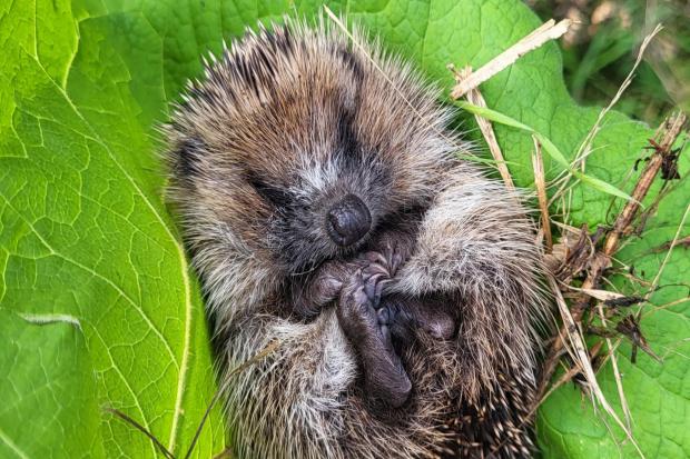 East Riding council rolls out nearly 200 hedgehog highways to protect ...