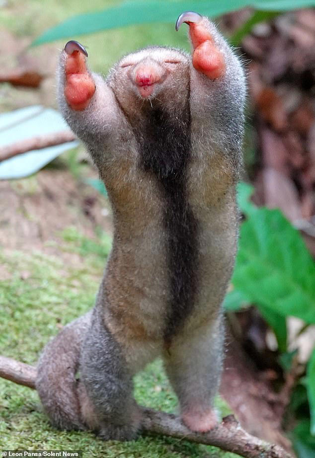 Silky anteater puts on a show for the cameras in Suriname