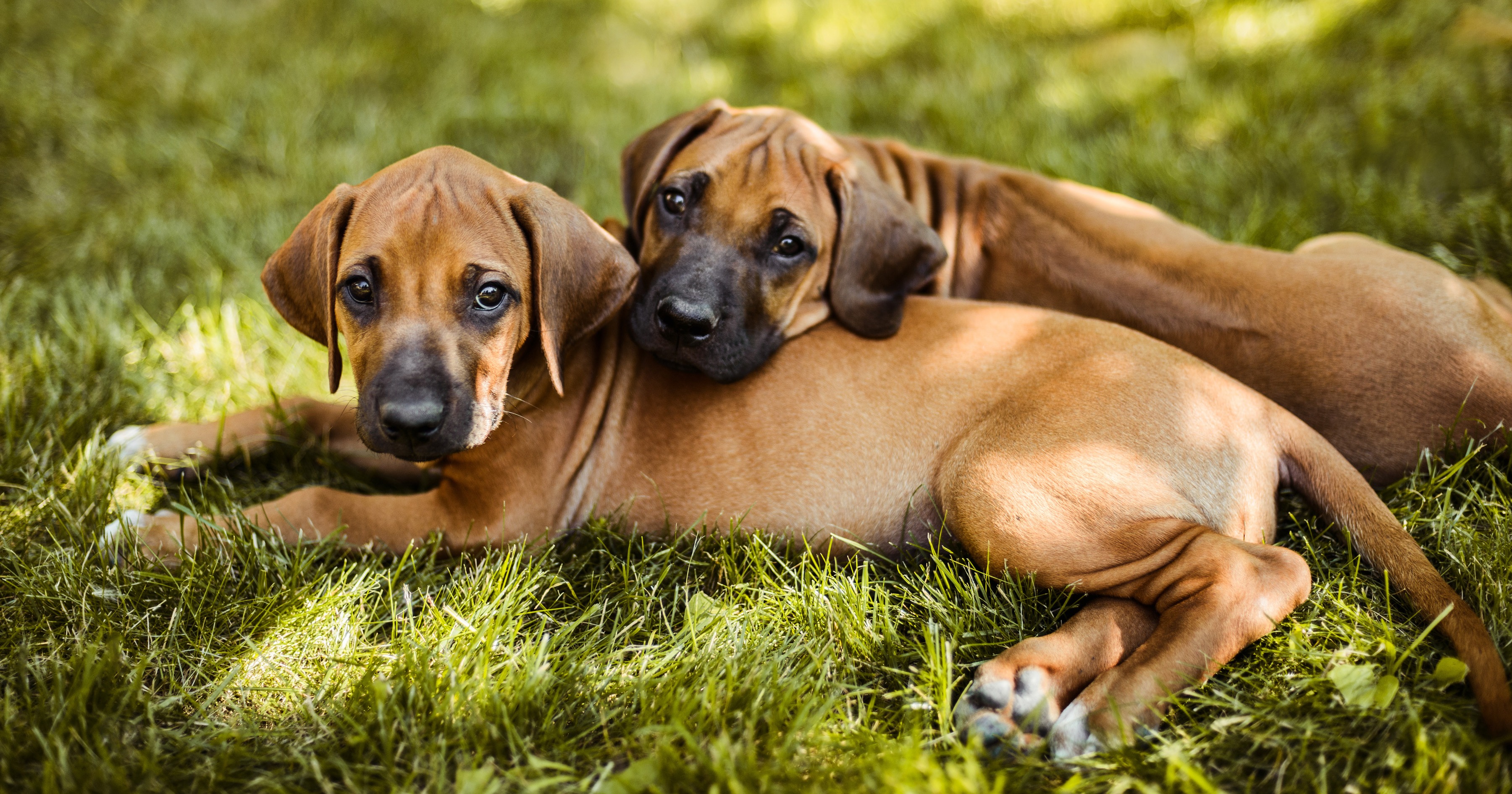 VA senator introduces bill to protect puppies at dog breeding facilities