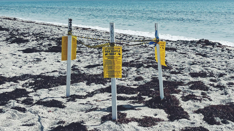 5 destinations where you can see sea turtles hatching and nesting in ...