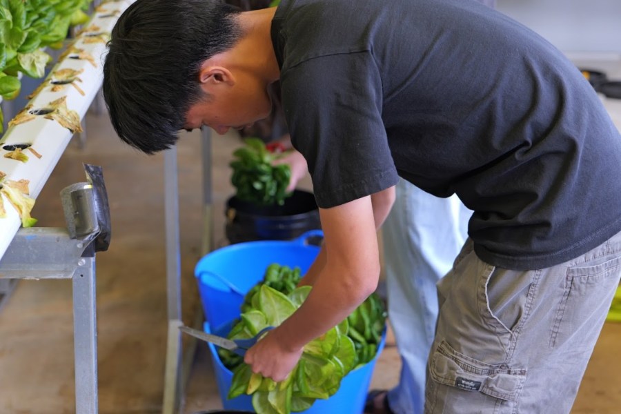 Fresh lessons found in Hawaiʻi public schools