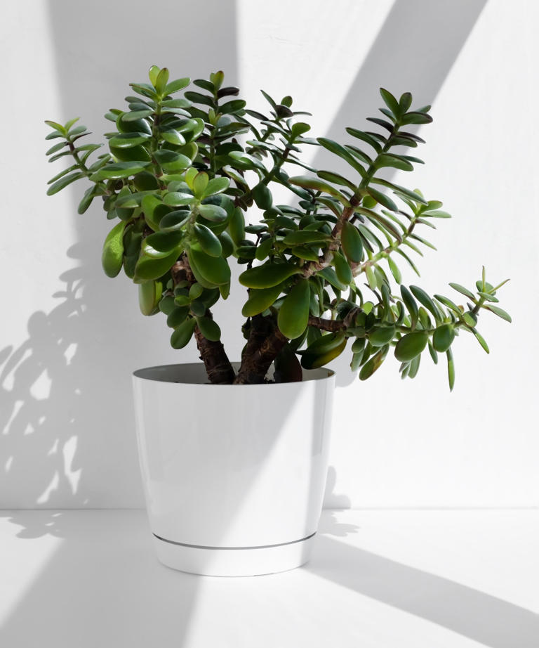 What to do with a jade plant in May for glossy foliage all season long