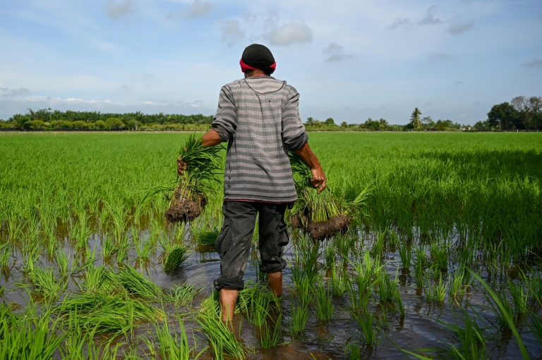 Malaysia plans cloud seeding for drought-hit 'rice bowl'