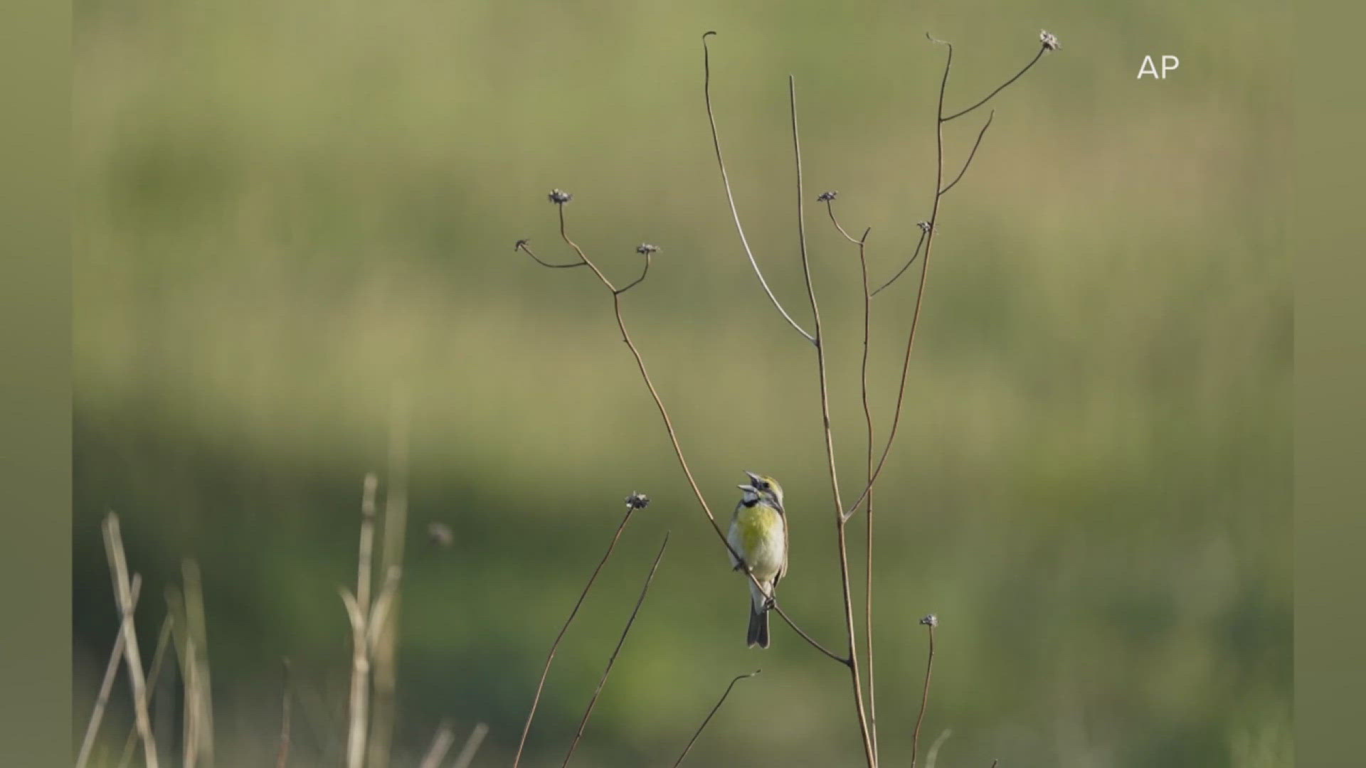 Bird migration season to peak across Iowa, DNR says