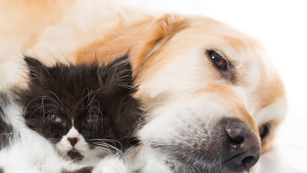 Golden retriever gets trapped in 'nap jail' by the fluffiest Ragdoll ...