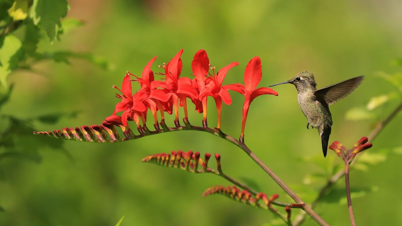 The only red flowers you need to attract hummingbirds and butterflies ...