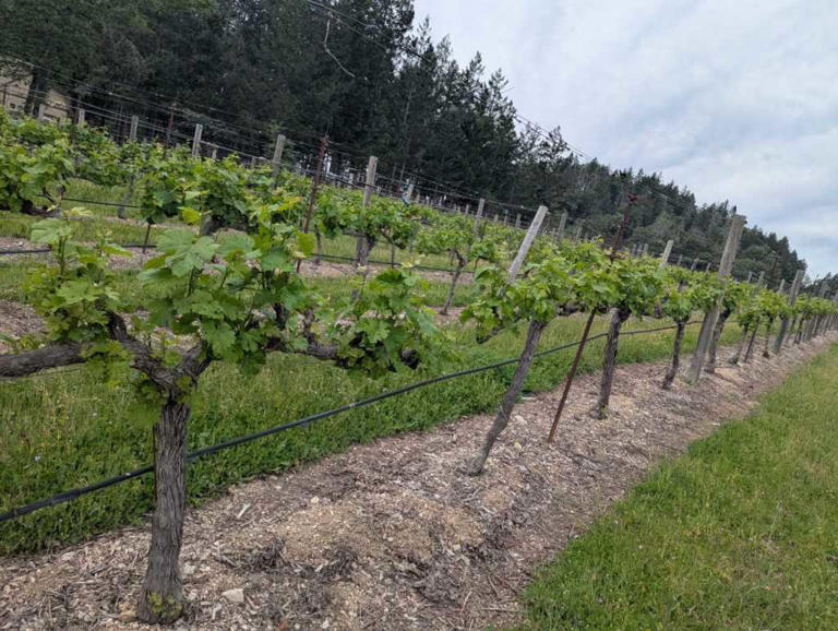 Napa Valley dispute grows after struggling winery launches ambitious ...