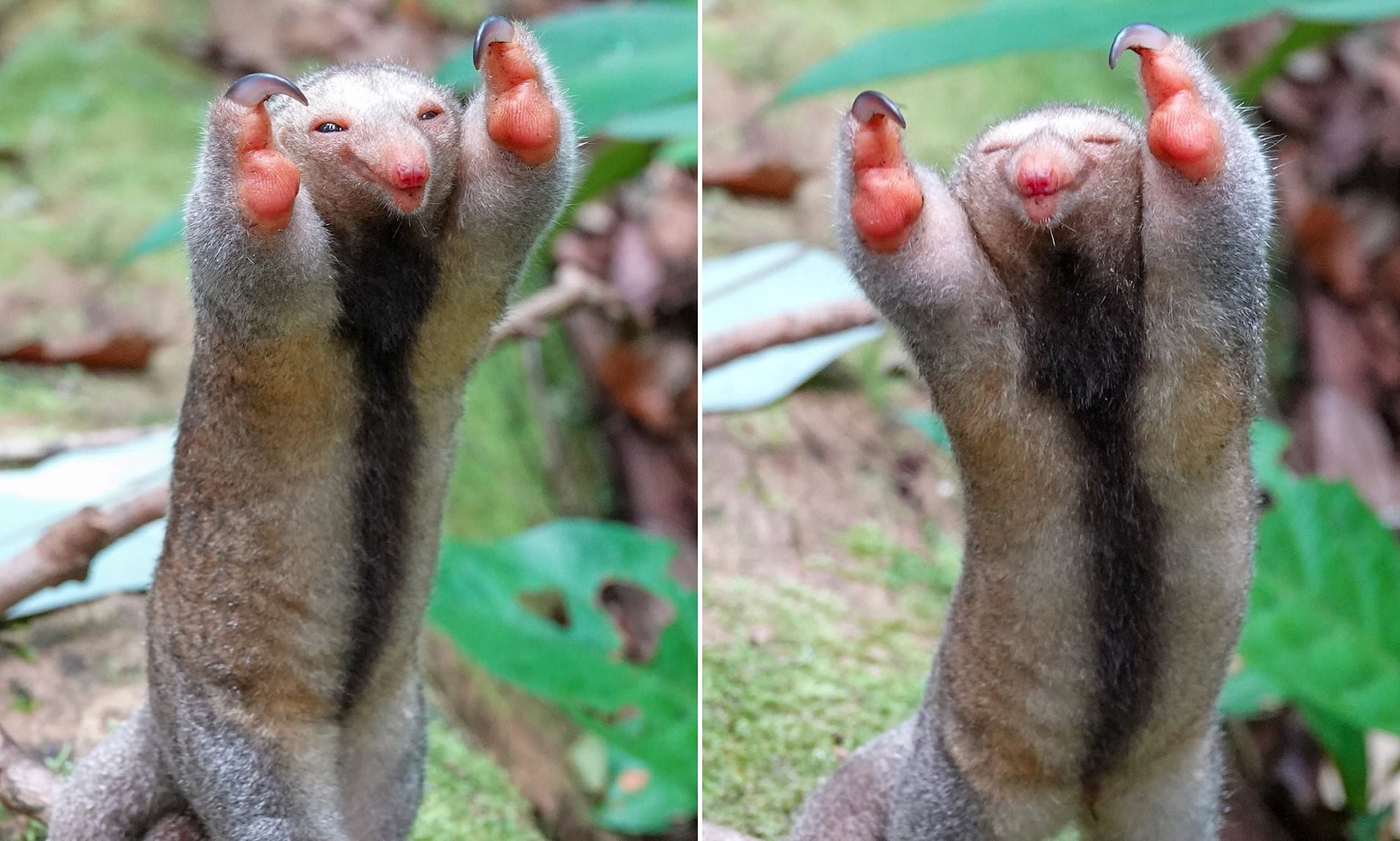 Silky anteater puts on a show for the cameras in Suriname