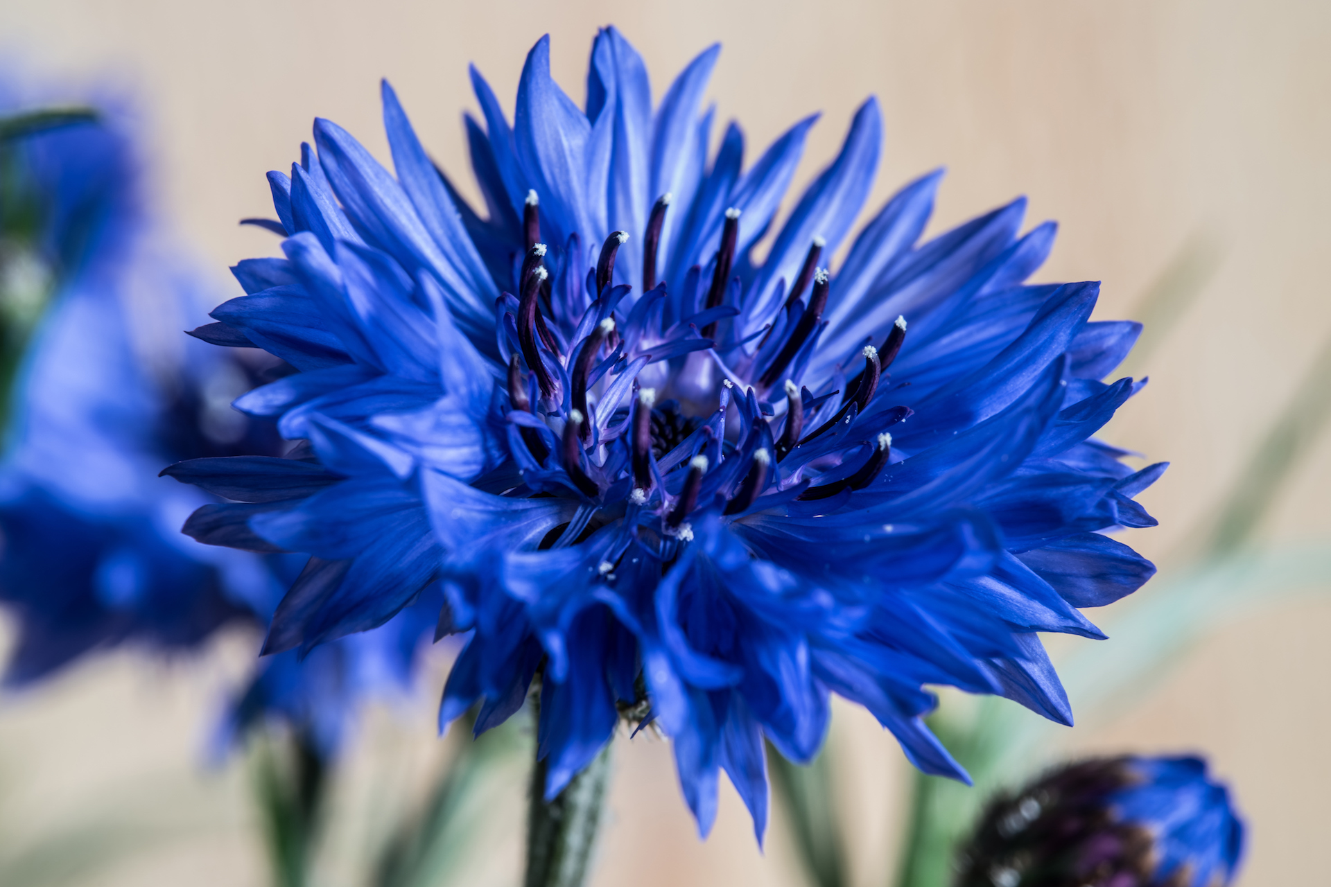 Everyday plants with impressive wellness benefits