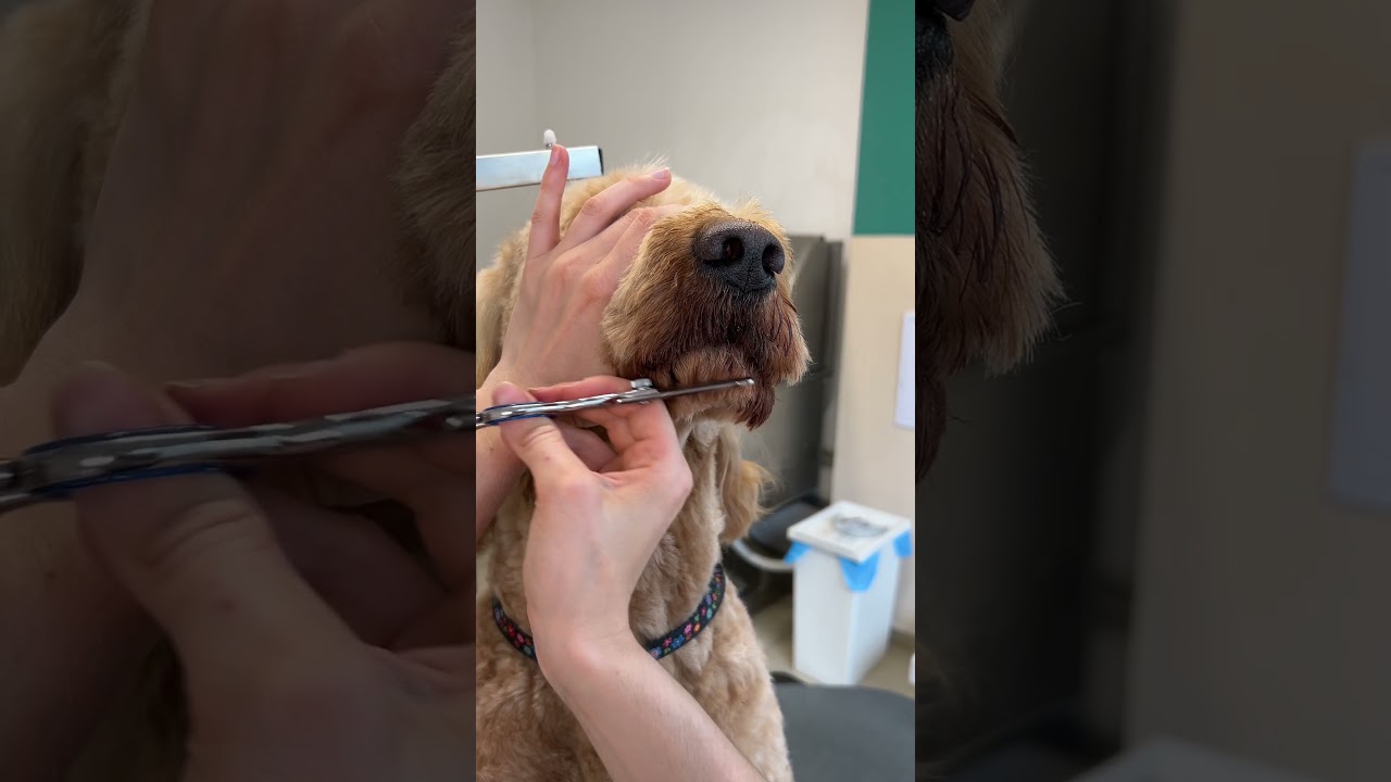 Goldendoodle grooming: Achieving the perfect 'short but not too short ...