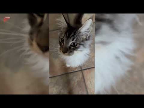 Adorable cat sweetly asks person to pick him up