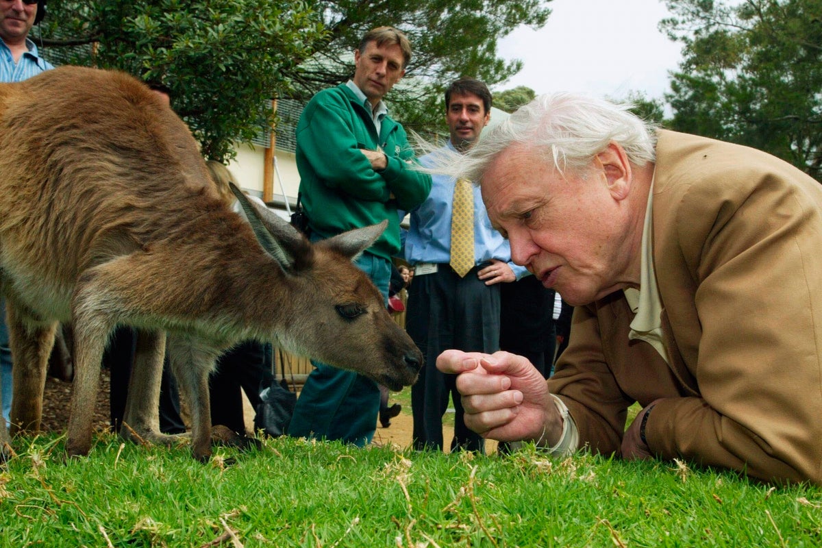 David Attenborough, the excited but hushed voice of nature programs ...