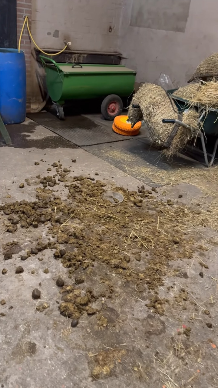 Mijn paard ontsnapt en richt 's nachts een ravage aan in de stal