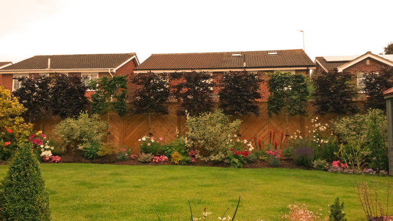 Does your garden lack privacy? This rapid solution could transform your ...
