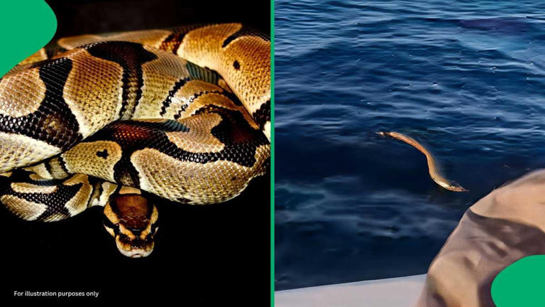 "This is a first": Fisherman rescues a python in deep KwaZulu-Natal sea ...