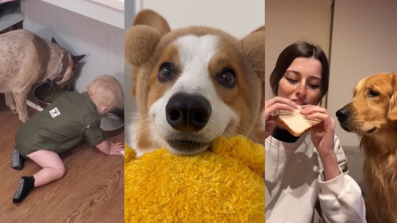 Hilarious dog moments that prove dogs are pure comedy