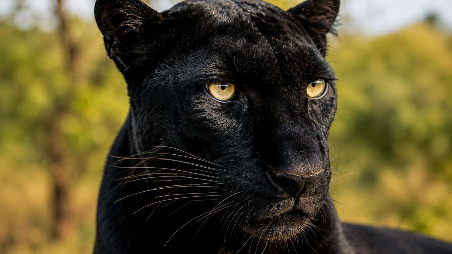 This black leopard can do what lions cannot