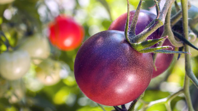 Tired of bland tomatoes? 5 varieties to grow if you love flavor