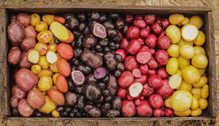 Como uma dieta à base de batata produziu alterações genéticas em um povo