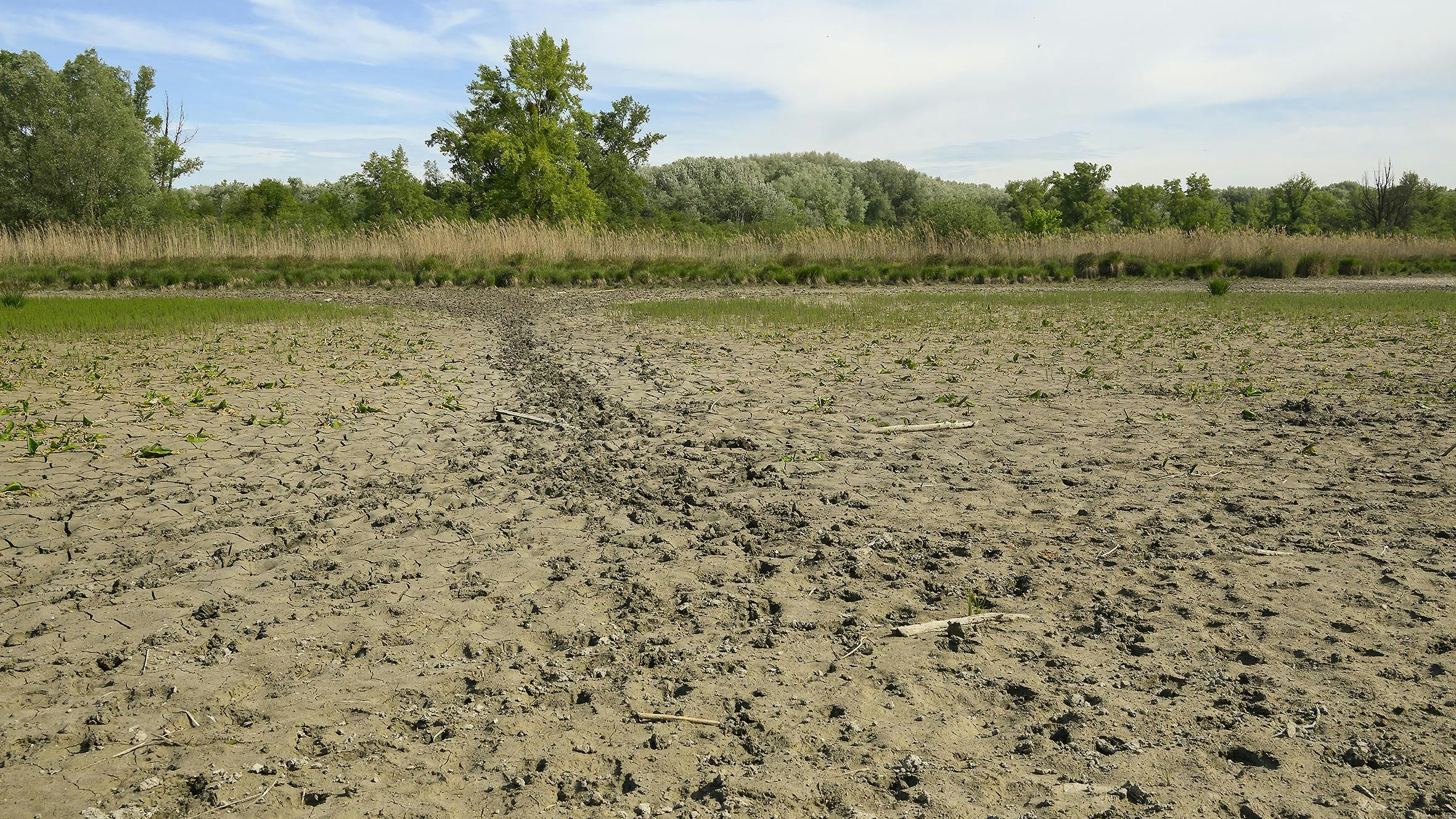 Nirgends Wasser – jetzt trocknet die Lobau aus