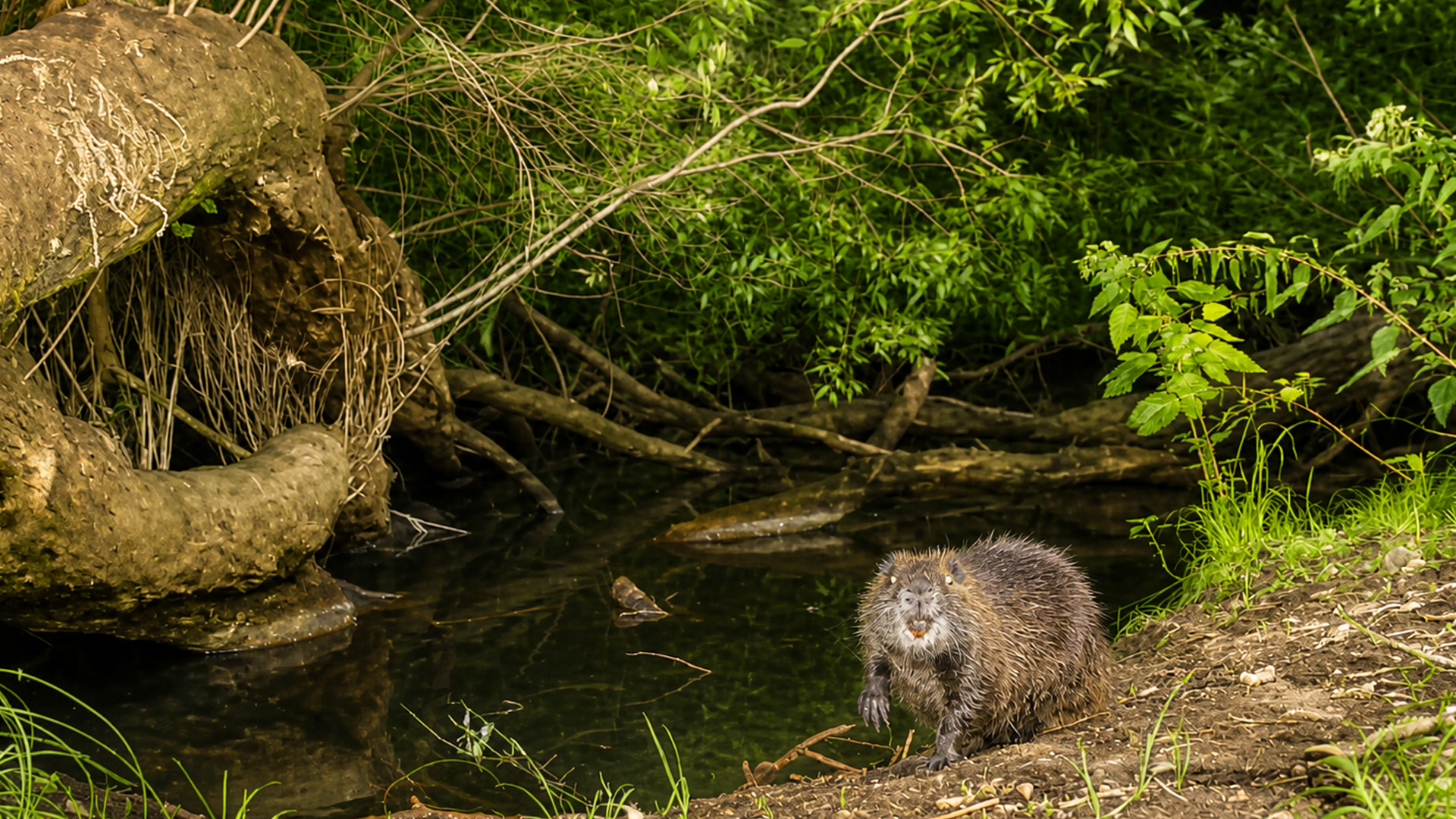 What this animal was doing by the river - captured on camera