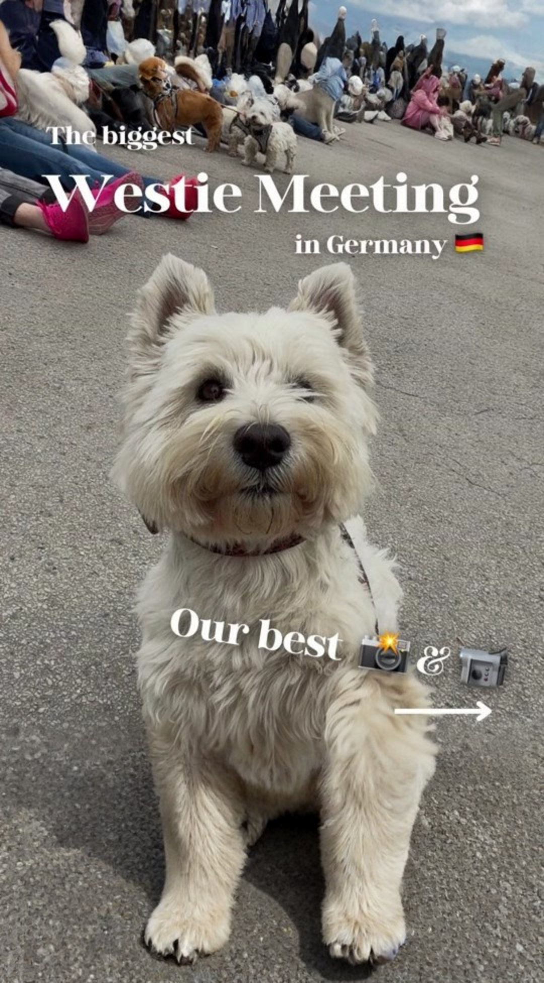 143 Westies gather for Germany’s biggest Westie meeting