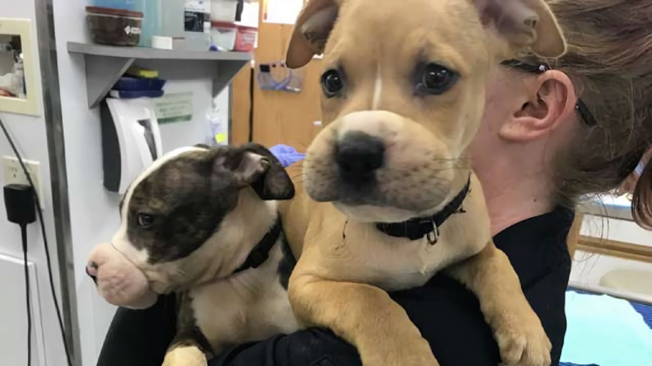 A maintenance man entered an empty apartment and found two puppies with ...