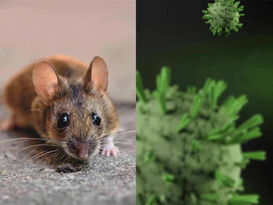 What is hantavirus?