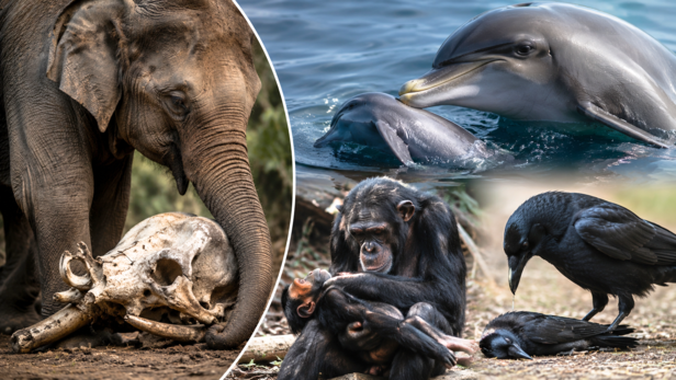 7 most emotional animals in the world that mourn like humans
