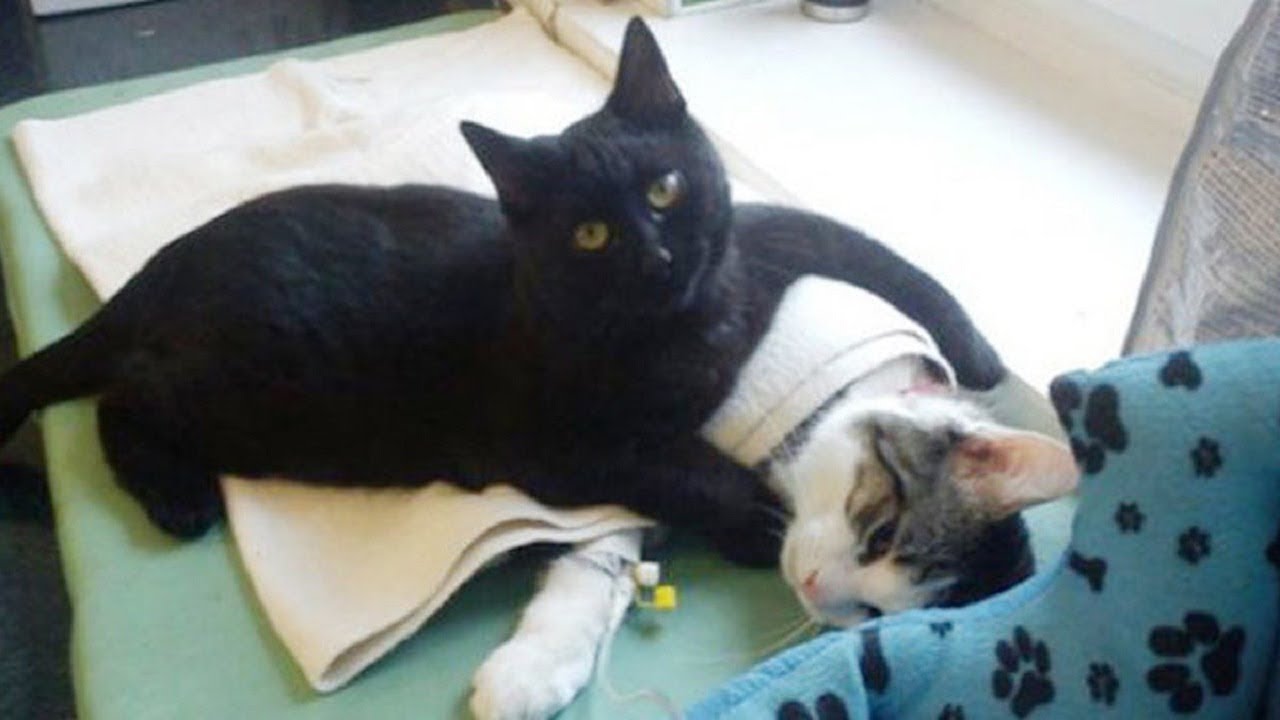 They were about to euthanize this cat, but what happened instead will ...
