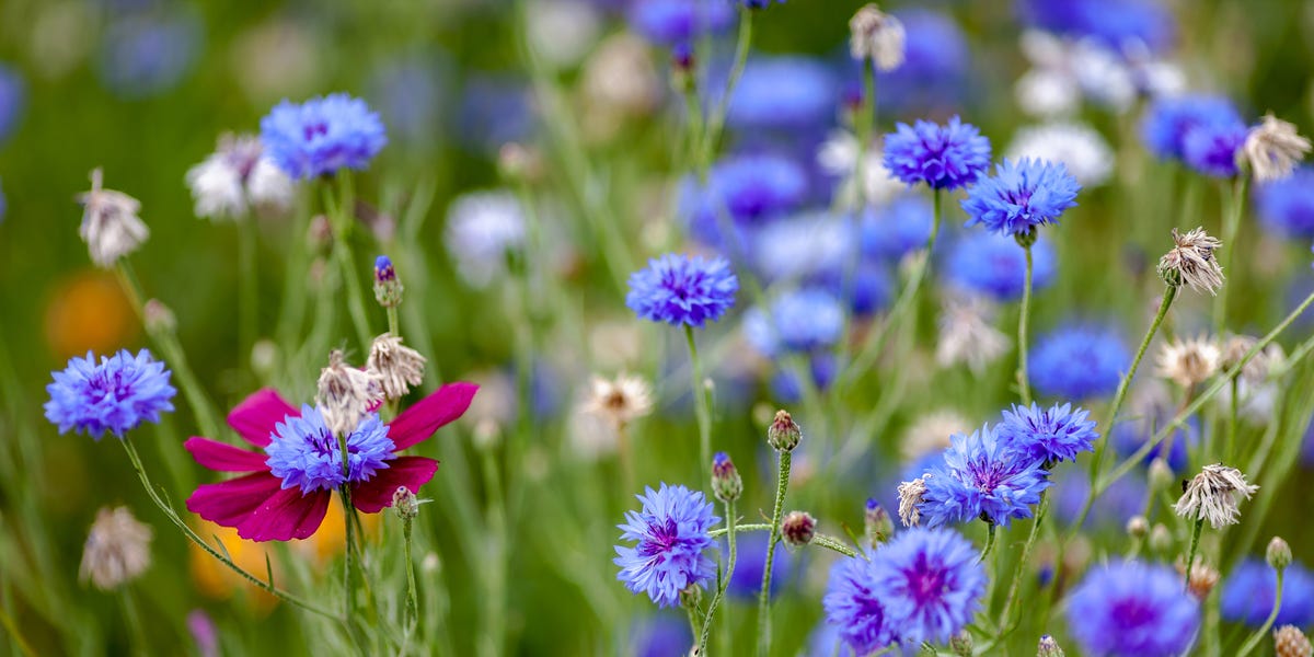 7 fast-flowering plants that will fill empty gaps in your garden in weeks