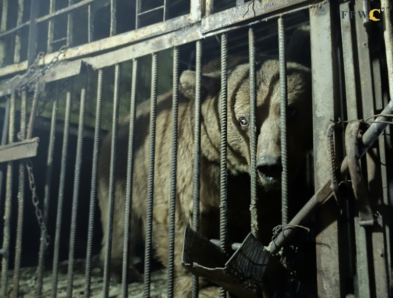 Caged and fed 'cookies': Rescuing Armenia's captive bears