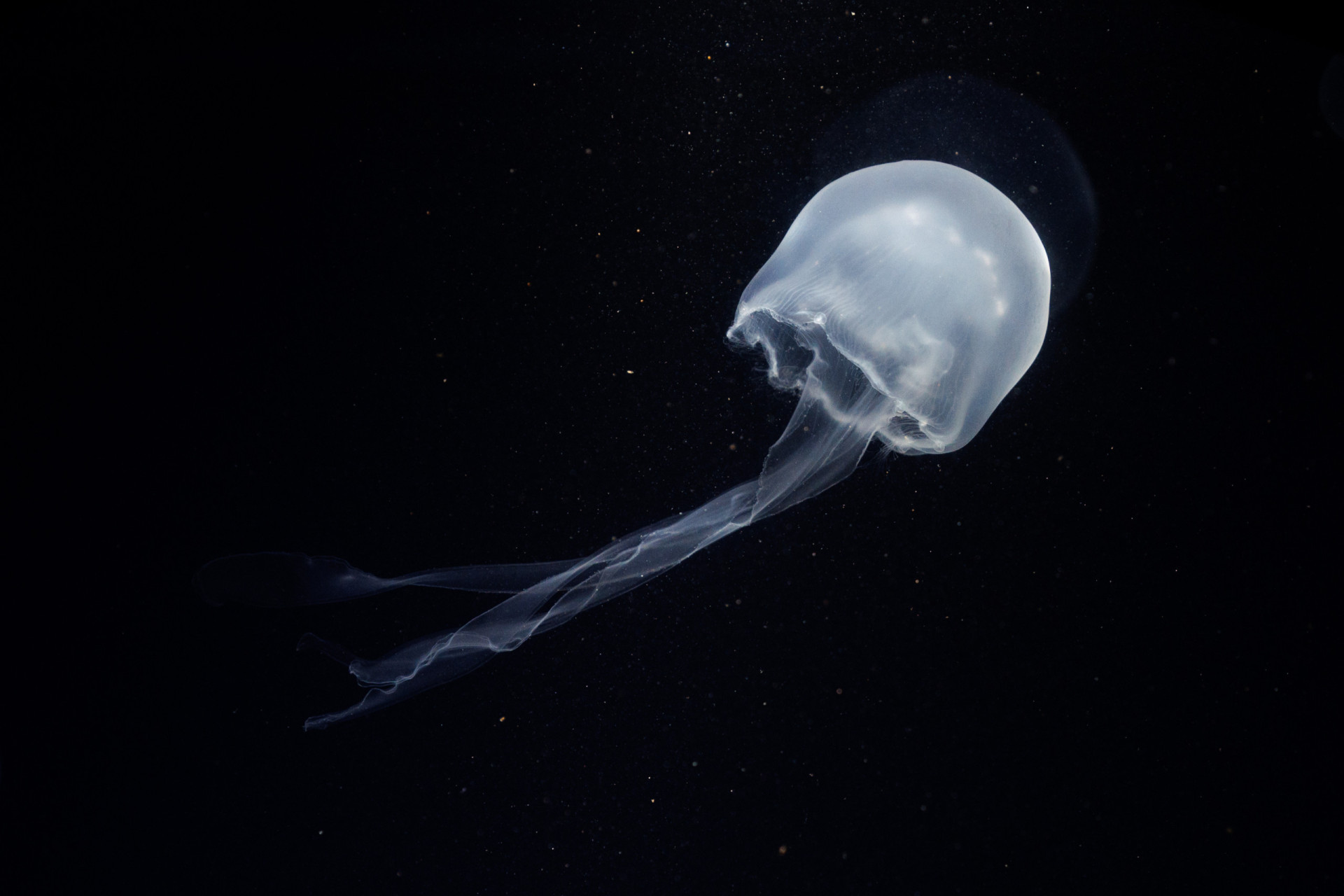 The most dangerous predators that hunt at night