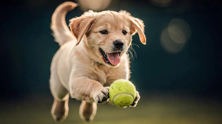 How daily morning rituals can build trust and stronger bonds with your pet