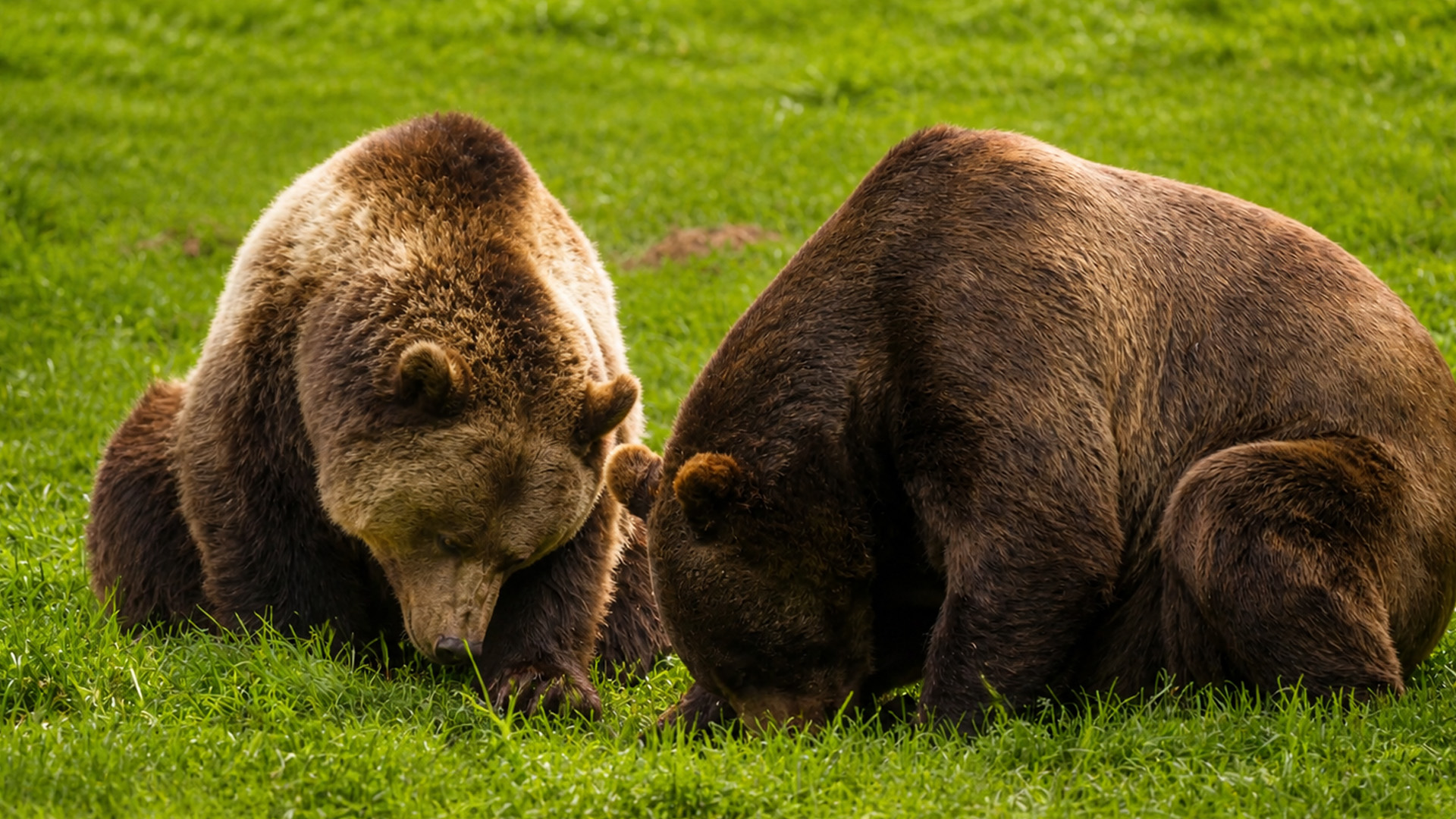 Verborgen wildcamera legt twee beren vast die iets delen