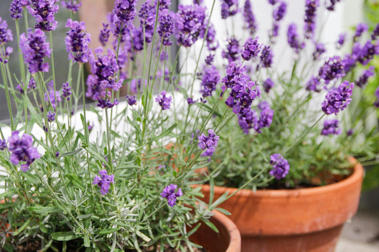 Purple is set to be the biggest garden colour trend of 2026 — 9 easy ...