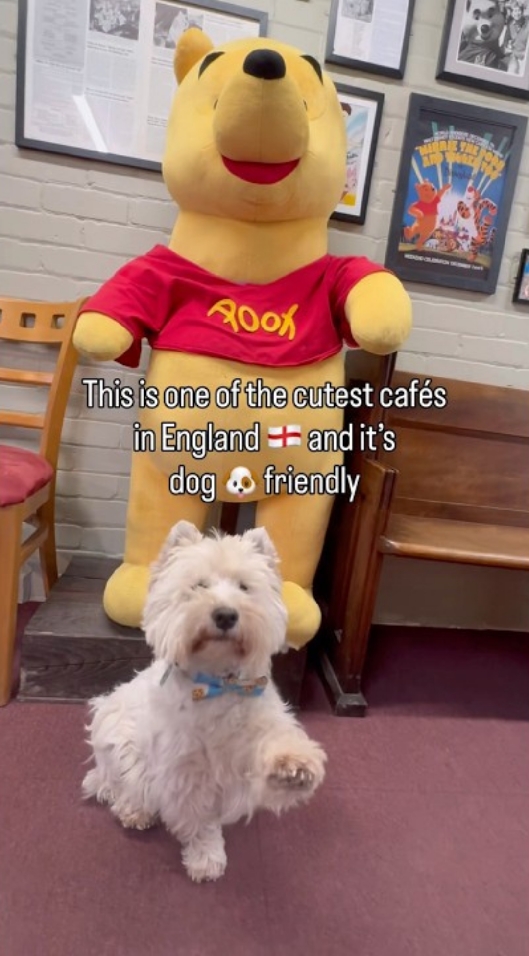 Forri meets new friends in this heartwarming dog moment