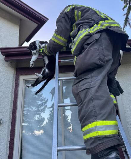 Firefighters rescue fury friend from roof just in time for dinner