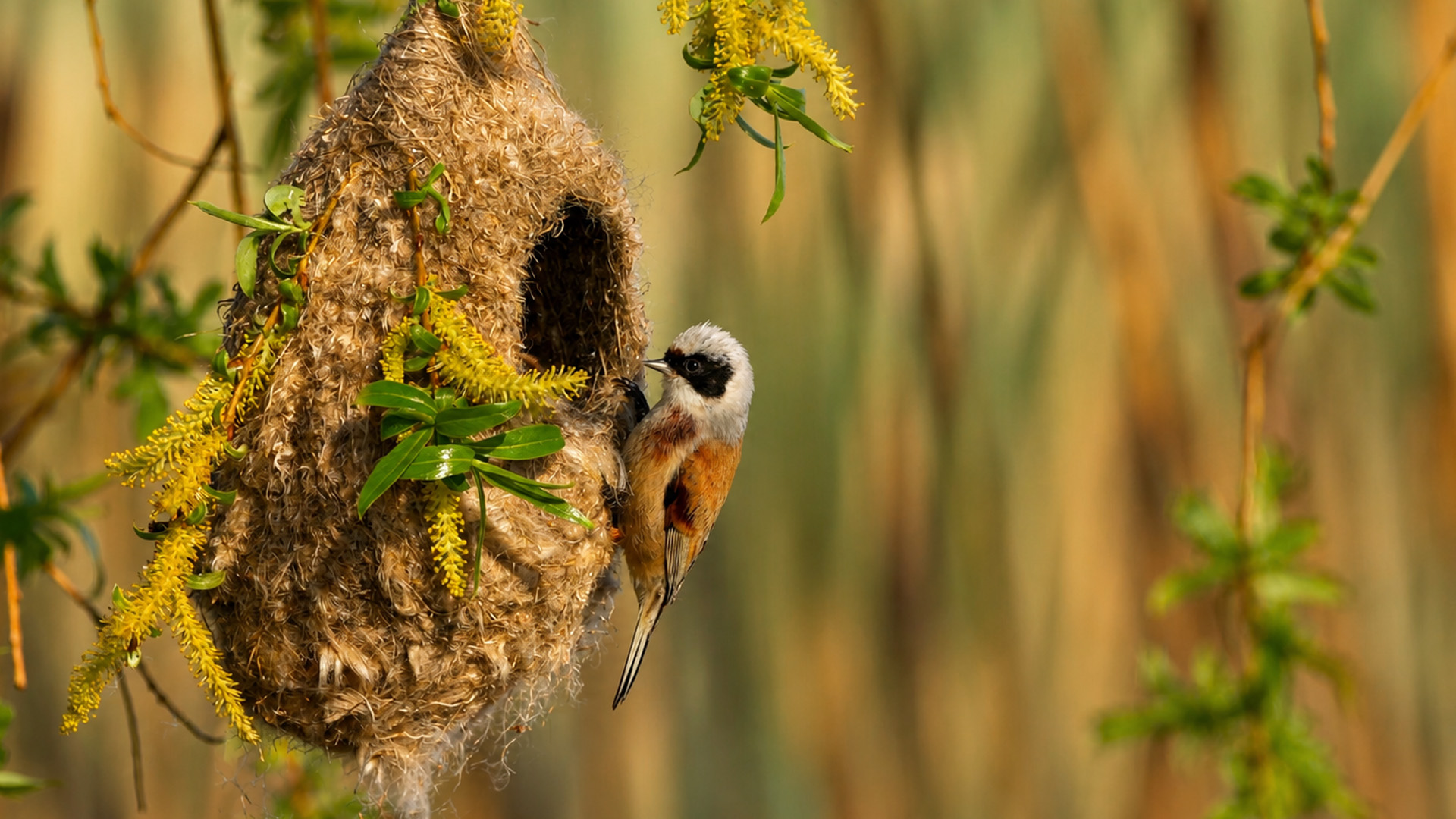 A tiny bird returns to its hidden nest on camera