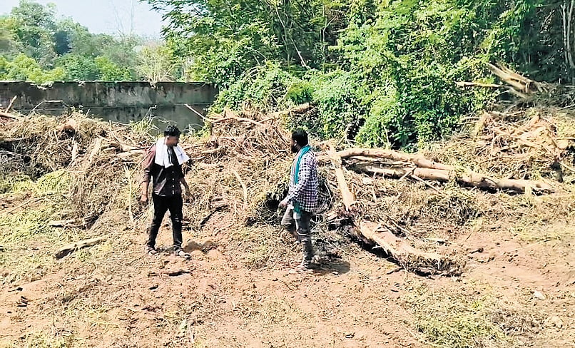 National Green Tribunal issues notice to Odisha govt over tree felling ...