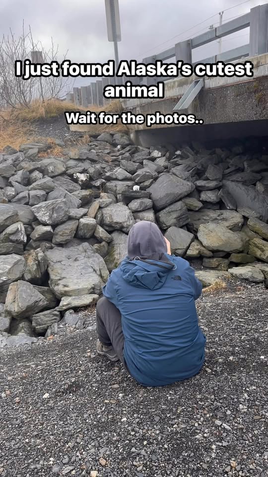 The tiny hunter hiding between the rocks might surprise you