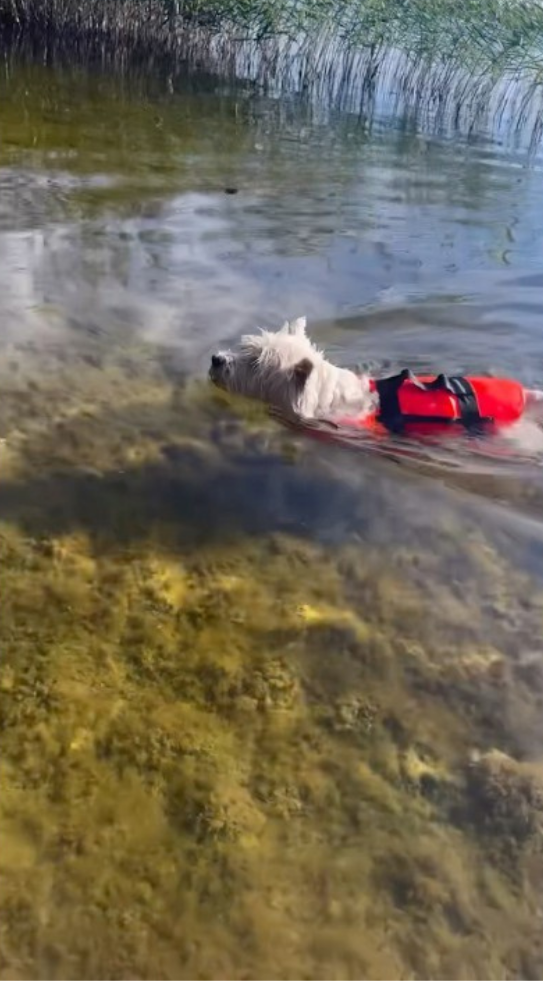 This Energetic Dog Have the Best Time in the Water
