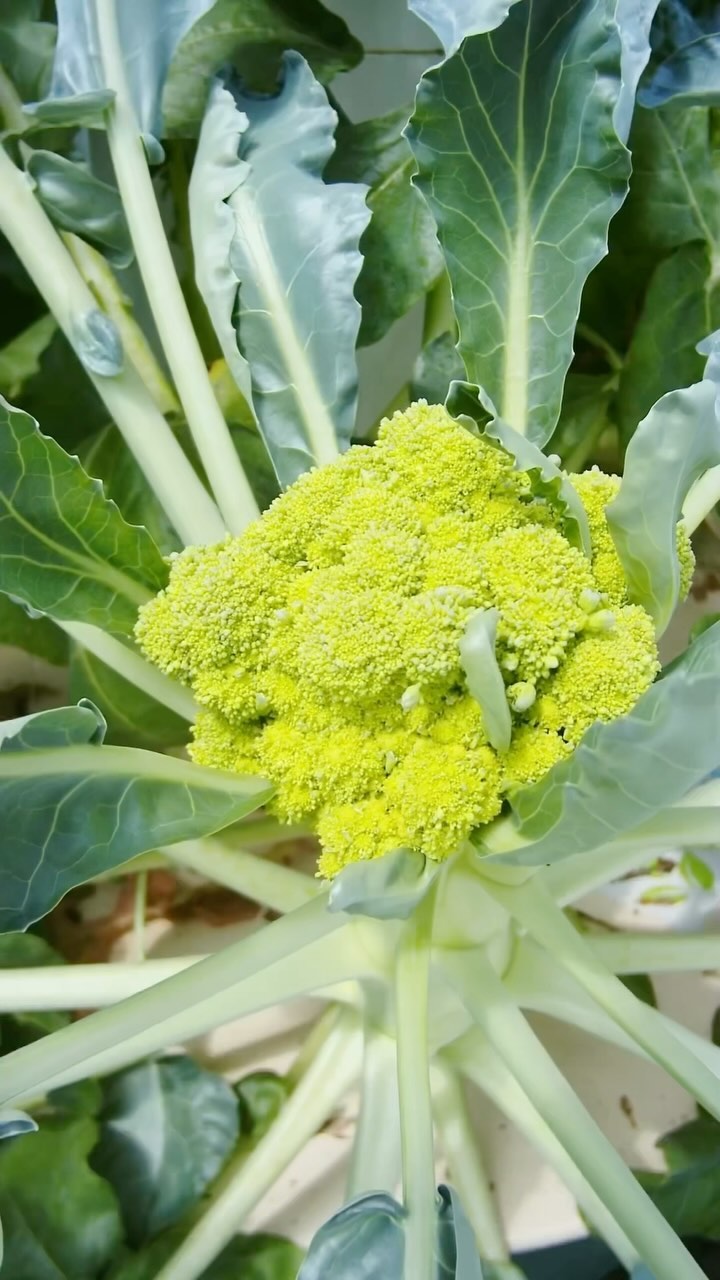 Watch a broccoli timelapse in an aeroponic tower farm