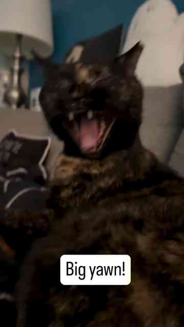 Sleepy Cat Yawning Big Cute Moment