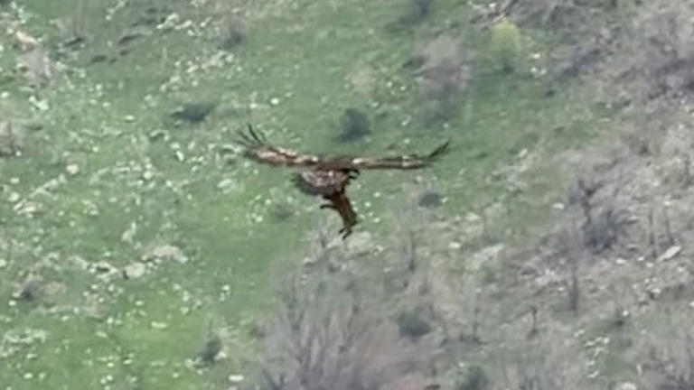 Eagle swoops to snatch wild boar piglet in dramatic hunting scene