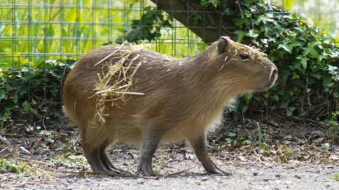 Bite marks clue in search for escaped capybara