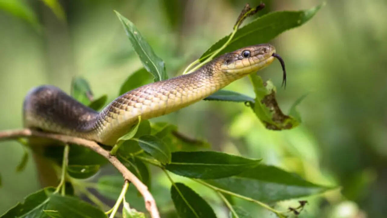 Snake dream meaning: Good or bad? Spiritual symbolism explained